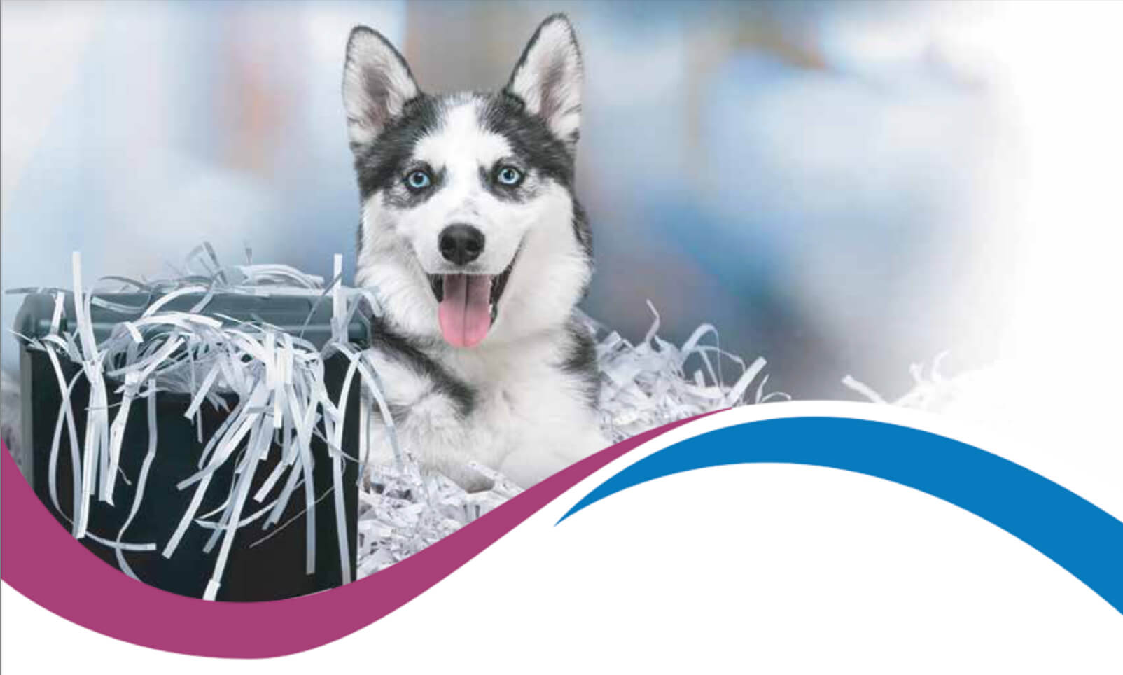 Cache the Dog Invites You to Free Shred Week: April 7 - 12